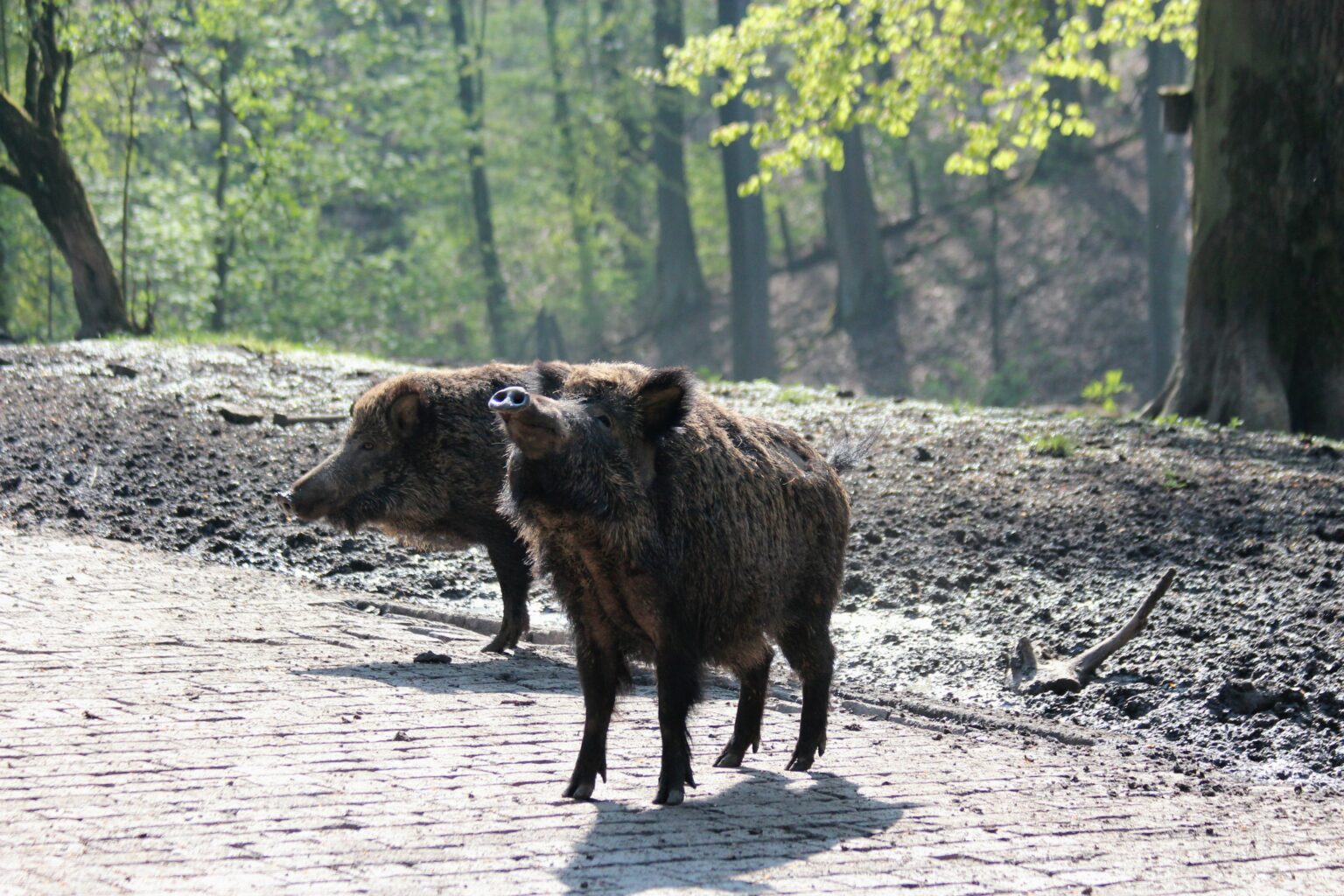 Düsseldorf: Wildpark öffnet wieder - Ddorf-Aktuell - Internetzeitung ...