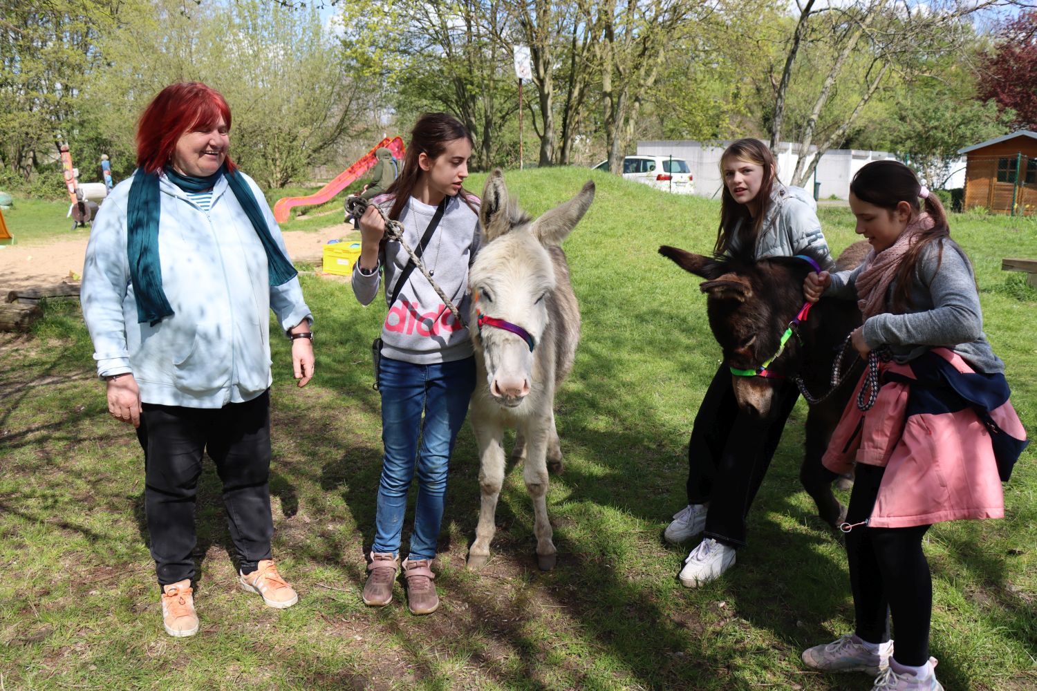 Düsseldorf Wersten: Zwei neue Esel für den AWO-Aktivtreff - Ddorf ...